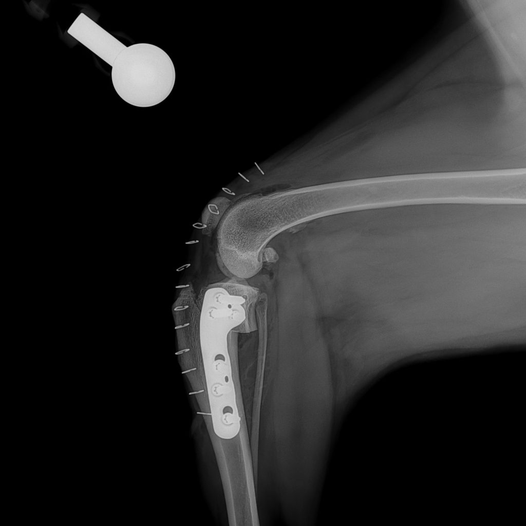 Guide to CCL tears and TPLO Surgery | Animal Health Center