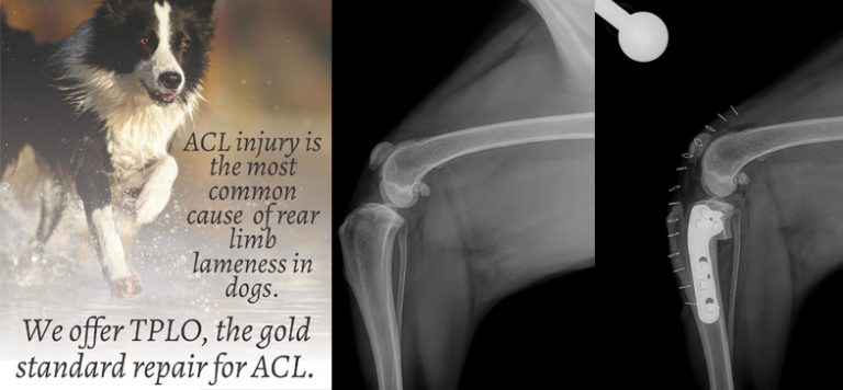 Guide to CCL tears and TPLO Surgery | Animal Health Center